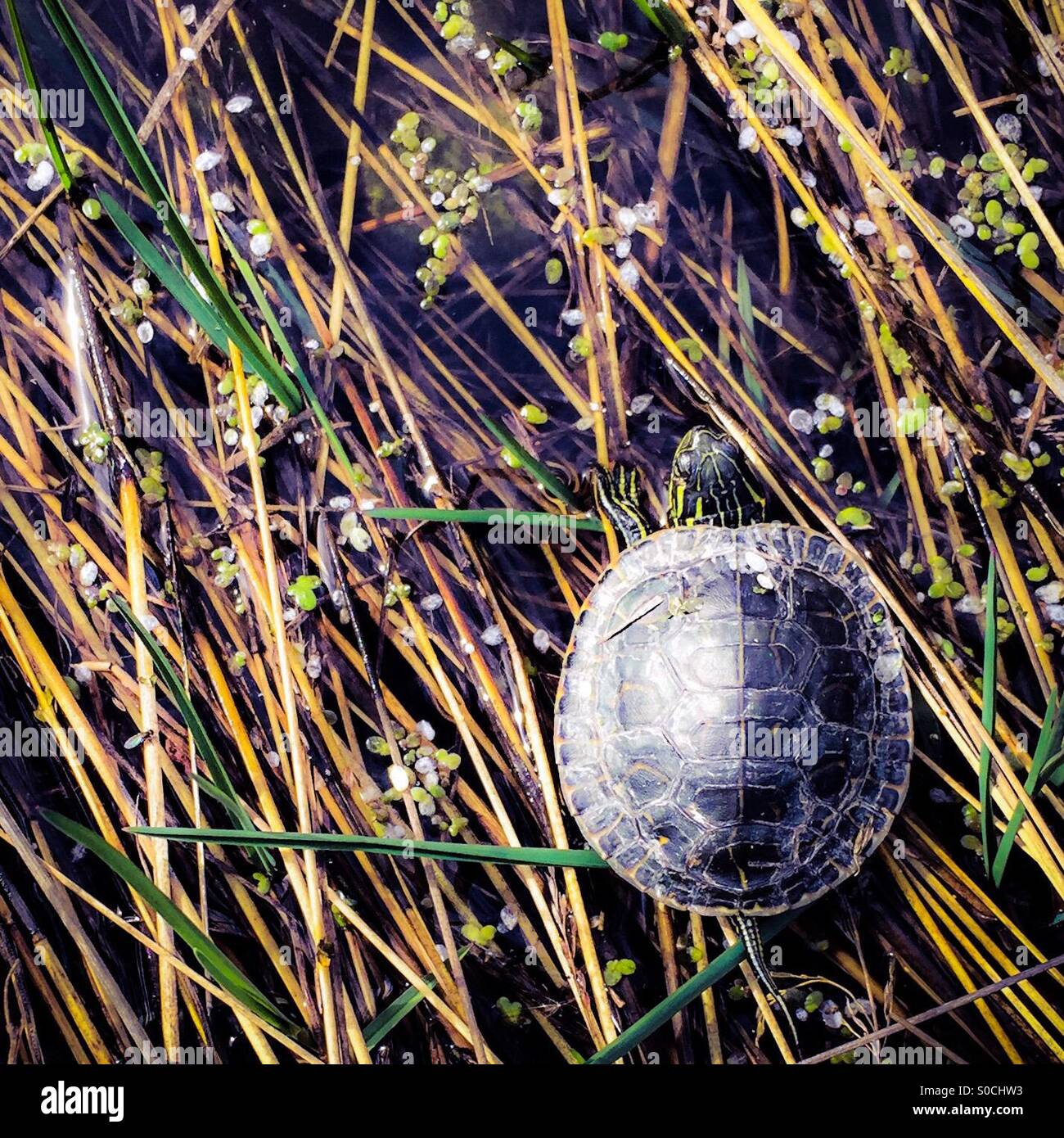 Young turtle sitting on the grass at the edge of a lake in early spring ...