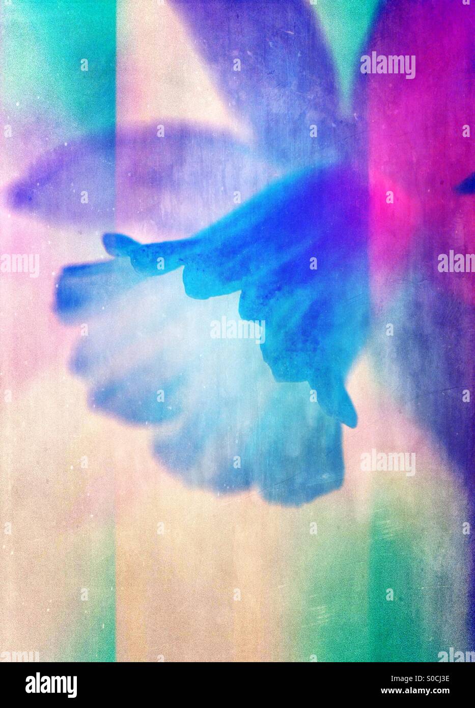 Colour inverted daffodil Stock Photo - Alamy