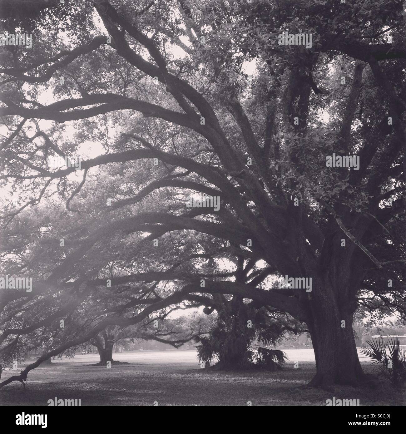 Black And White Oak Tree High Resolution Stock Photography and Images ...
