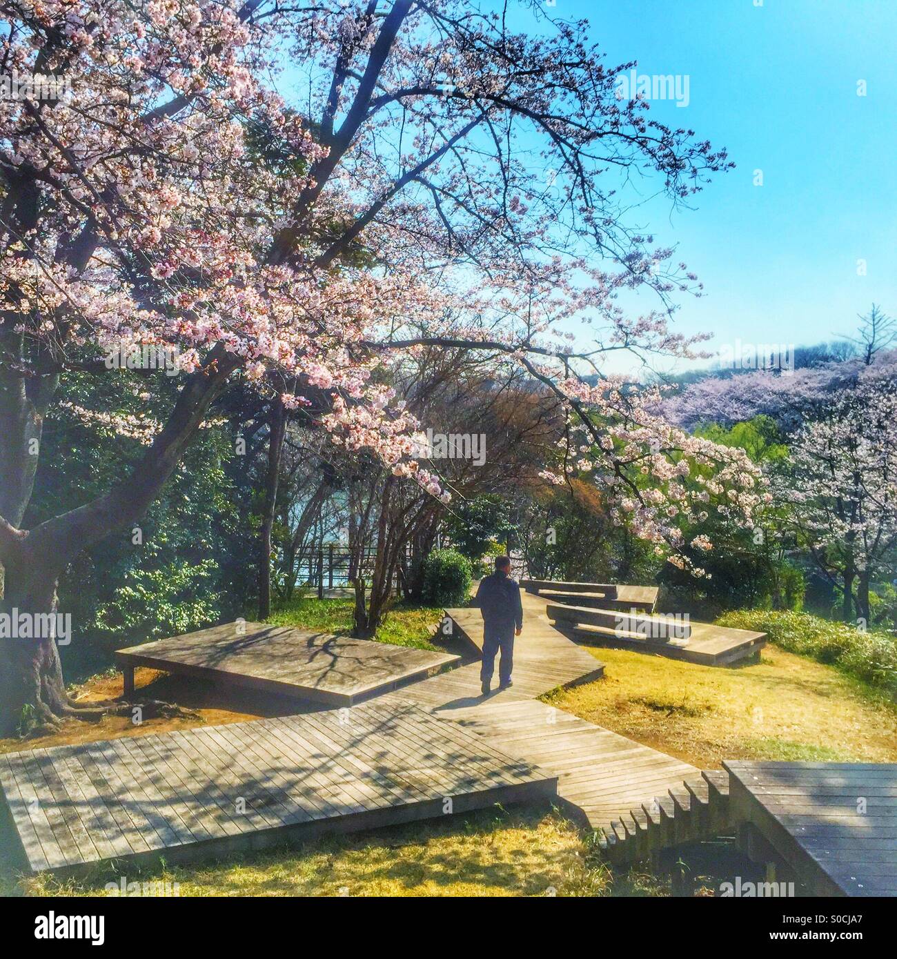 Hanami cherry blossom hi-res stock photography and images - Alamy