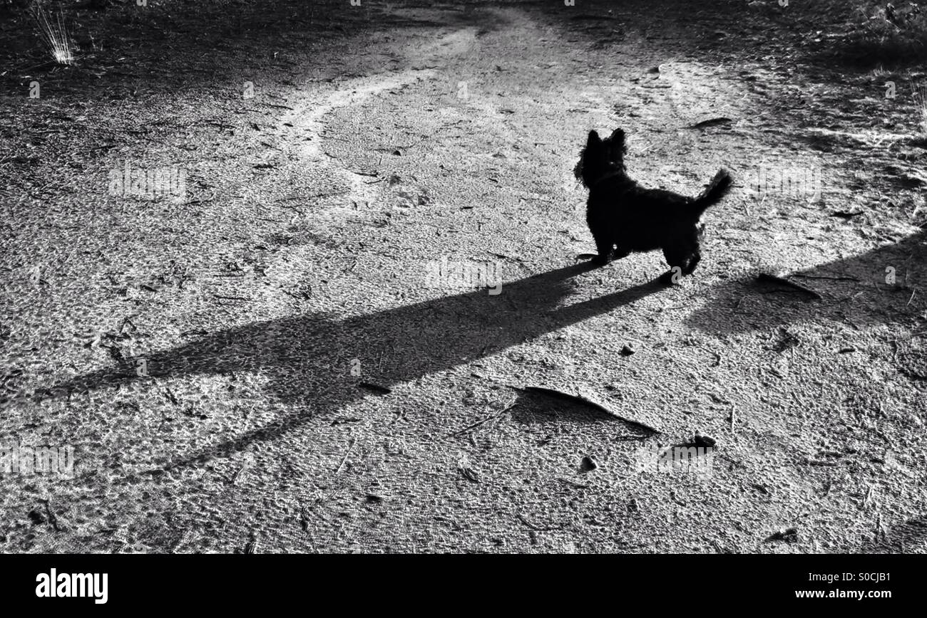 Dog shadow hi-res stock photography and images - Alamy