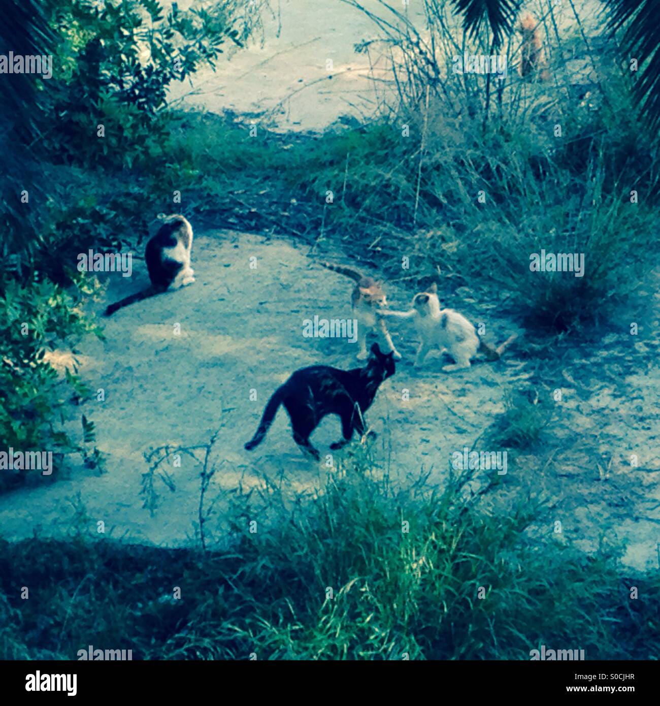 Cats of malta hi-res stock photography and images - Alamy