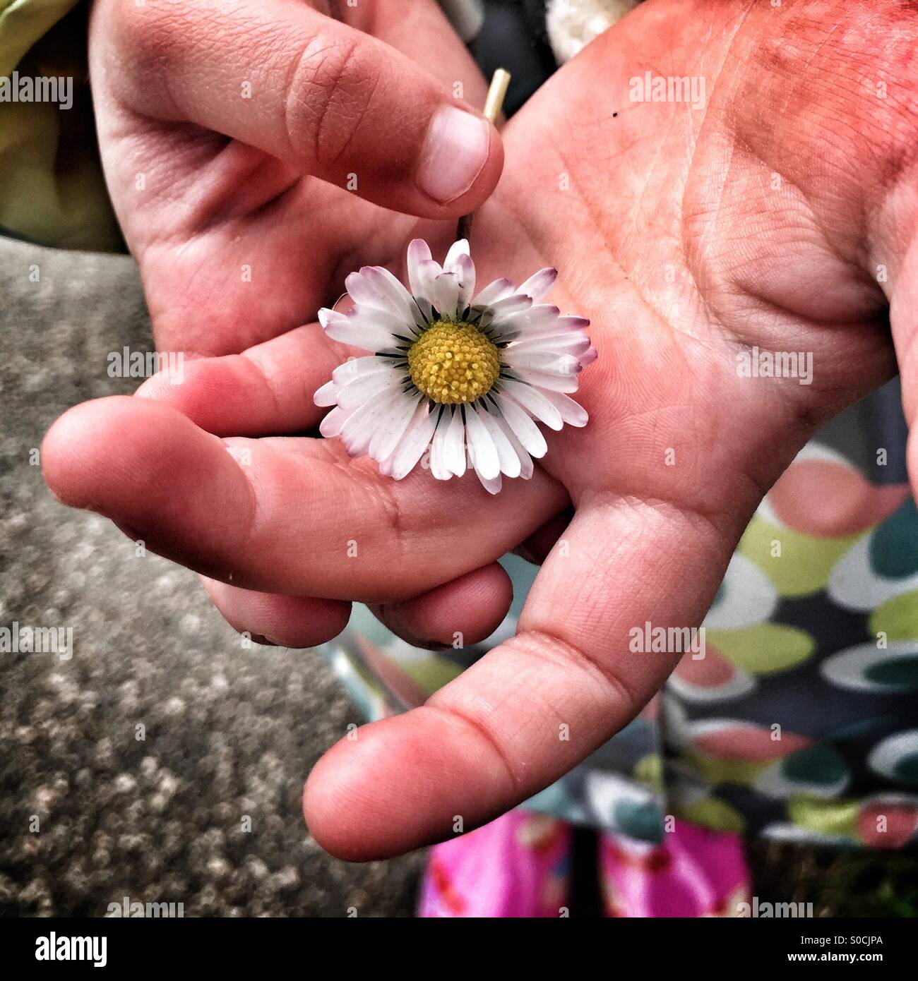 Daisy in child hands Stock Photo - Alamy
