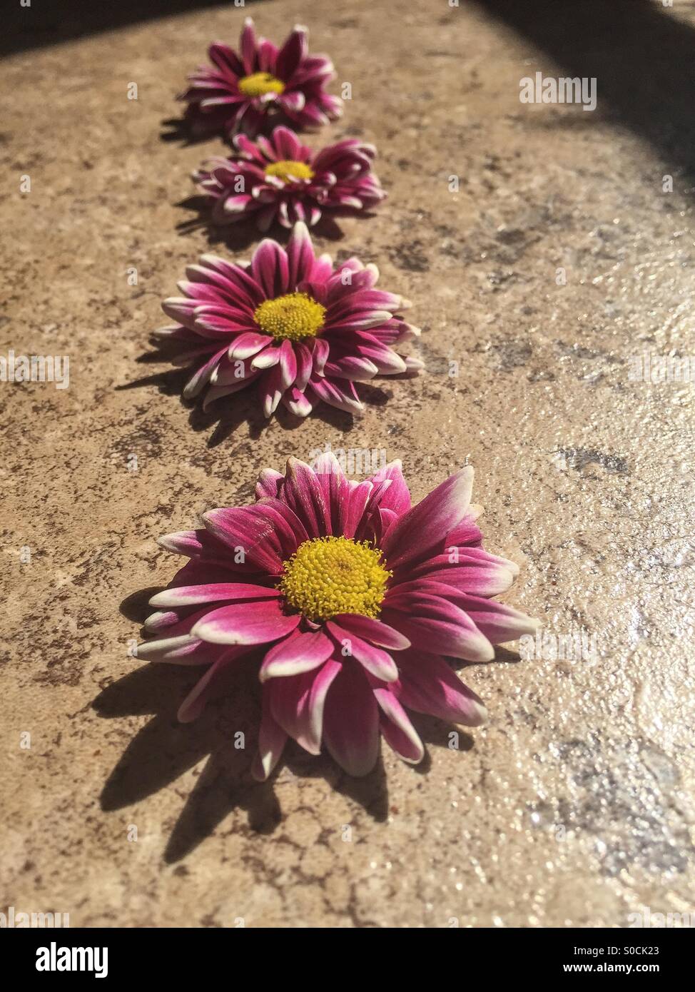 Flowers in a row Stock Photo - Alamy