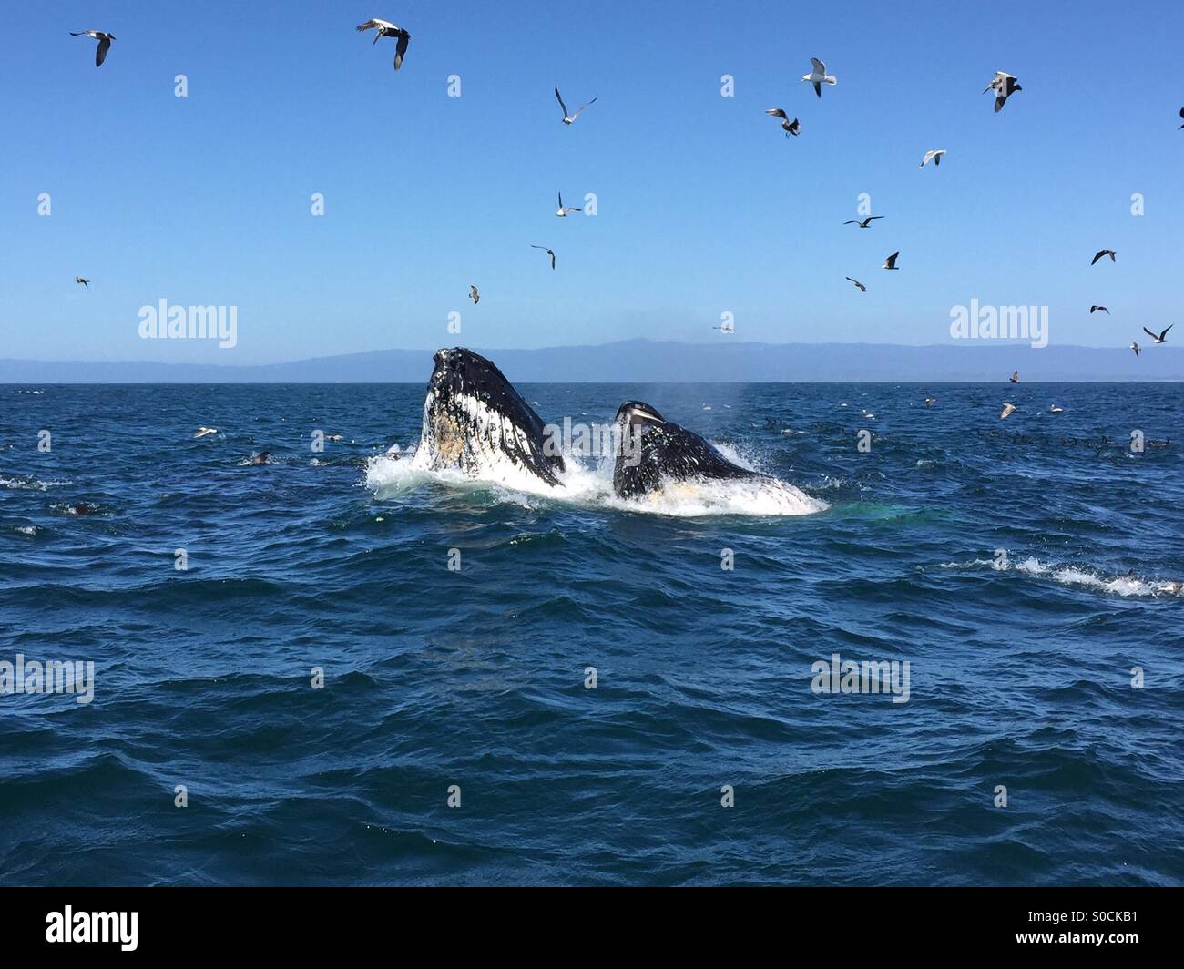 Humpback whales feeding hi-res stock photography and images - Alamy