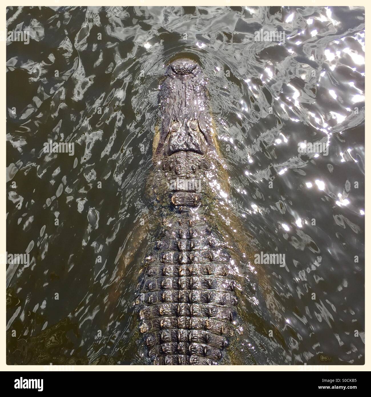 Florida alligator beach hi-res stock photography and images - Alamy