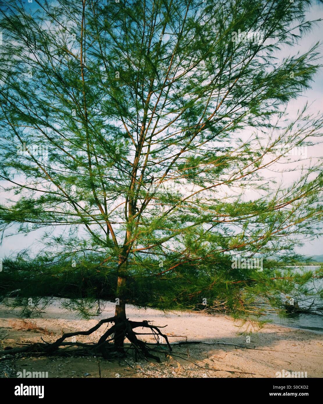 A pine tree uprooted slowly by tide Stock Photo - Alamy
