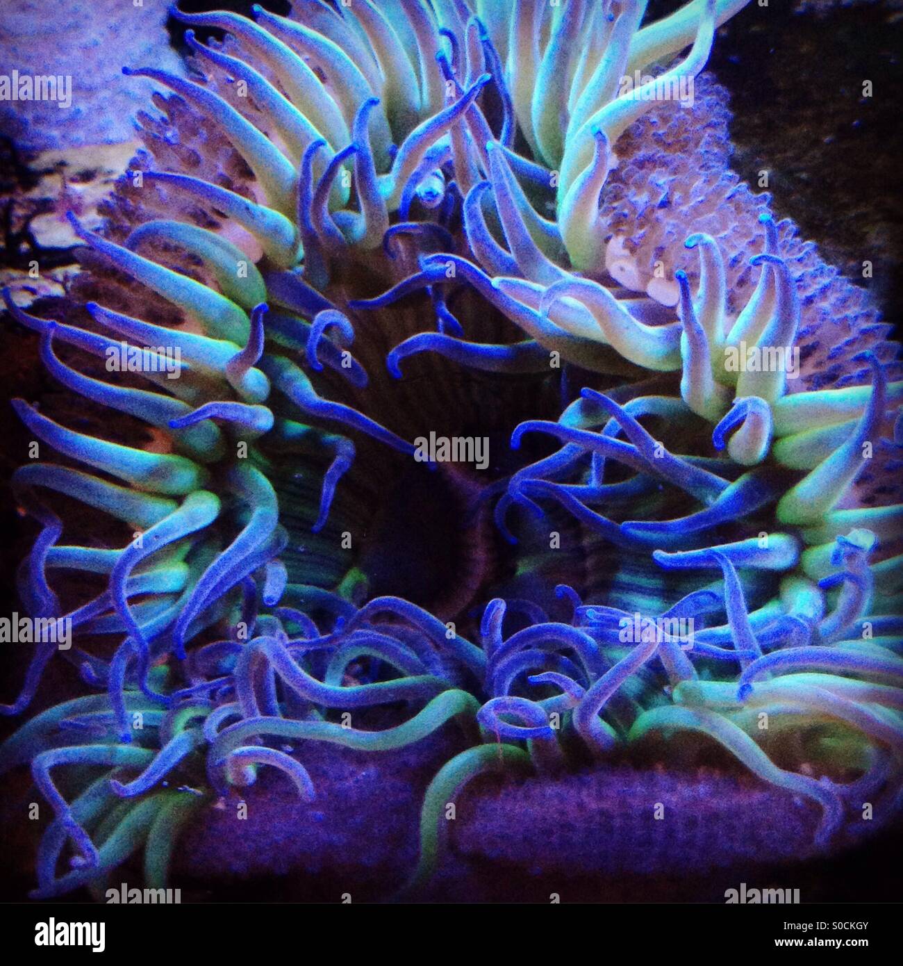 Purple sea anemone hi-res stock photography and images - Alamy