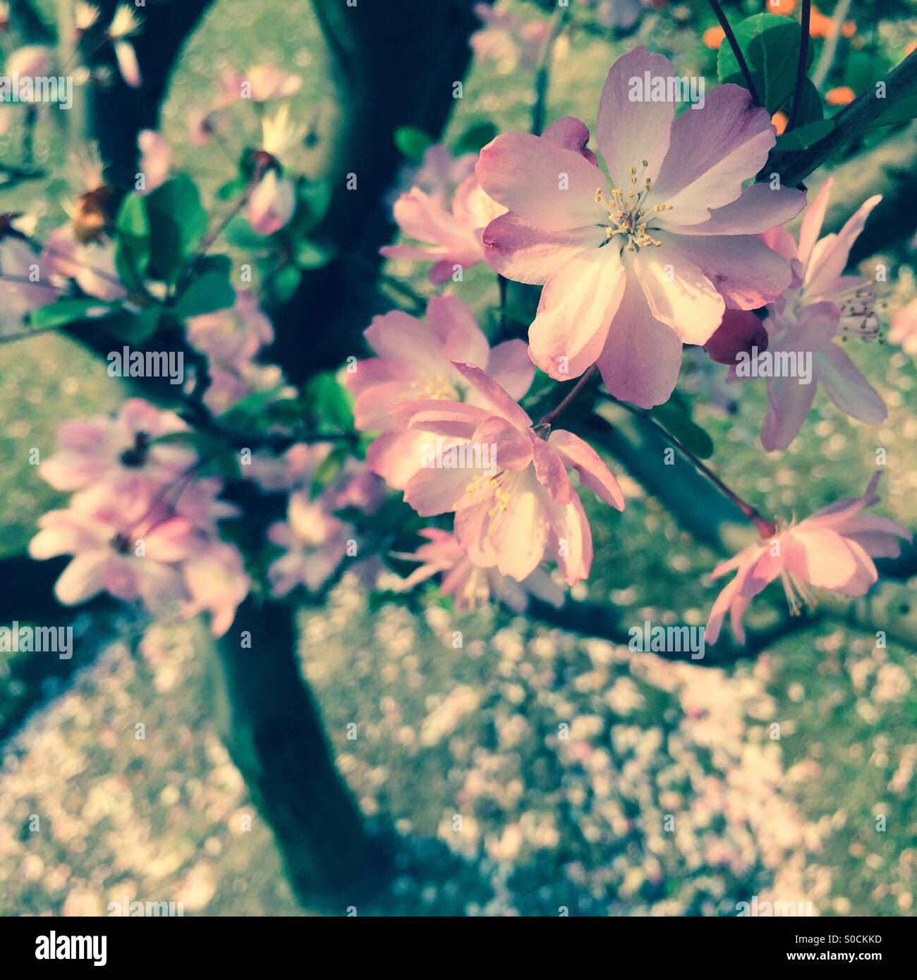 Pink crabapple tree hi-res stock photography and images - Alamy