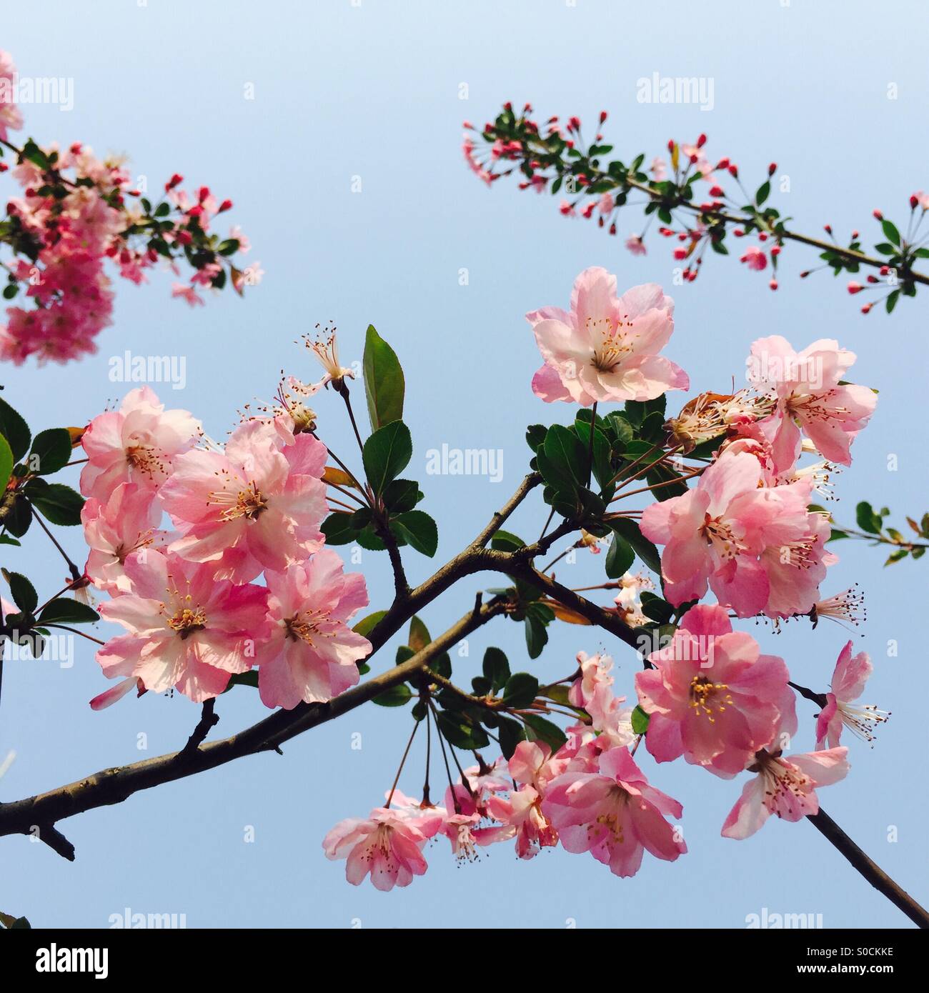 Pink crabapple flower hi-res stock photography and images - Alamy