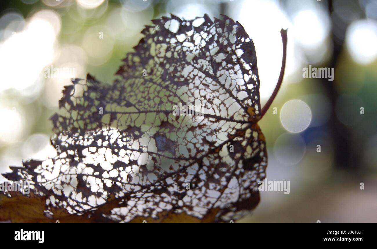 Decaying leaf hi-res stock photography and images - Alamy