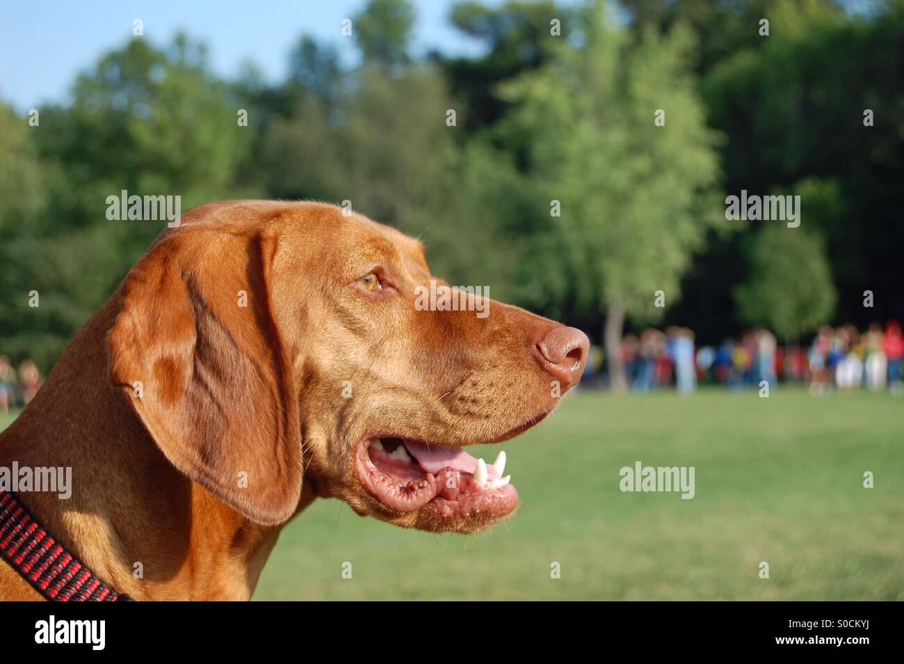 The tired dog hi-res stock photography and images - Alamy