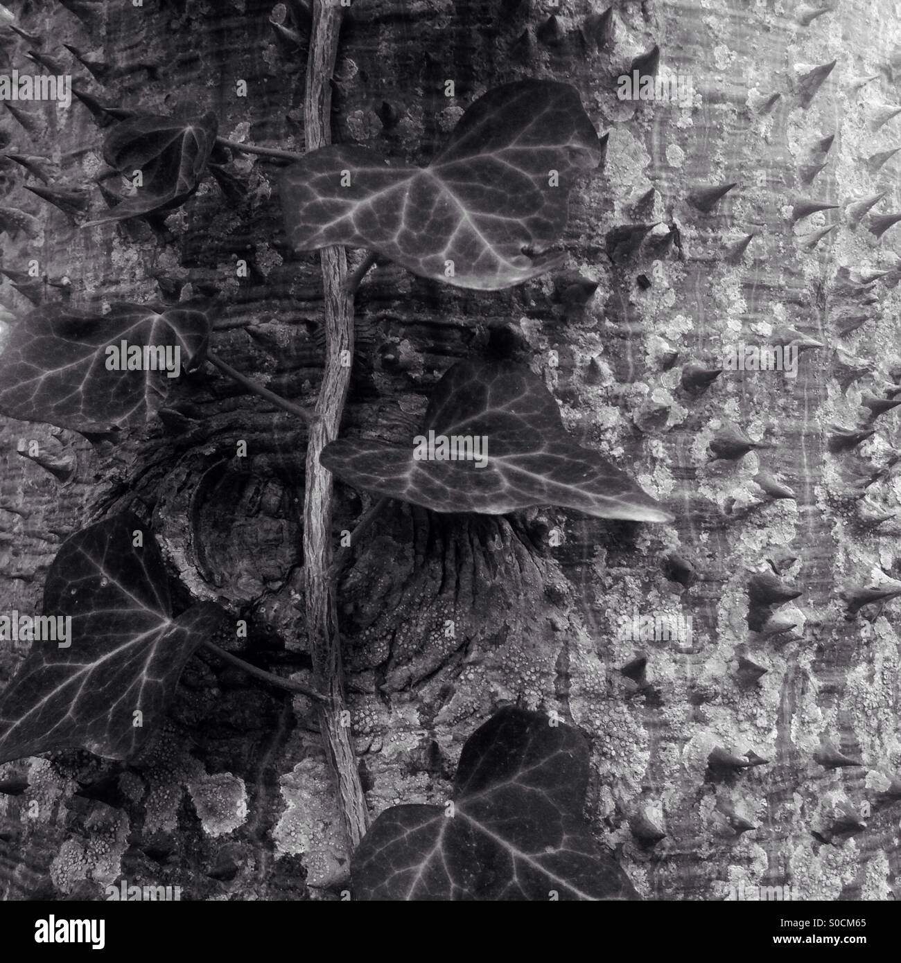 Tree trunk detail hi-res stock photography and images - Alamy