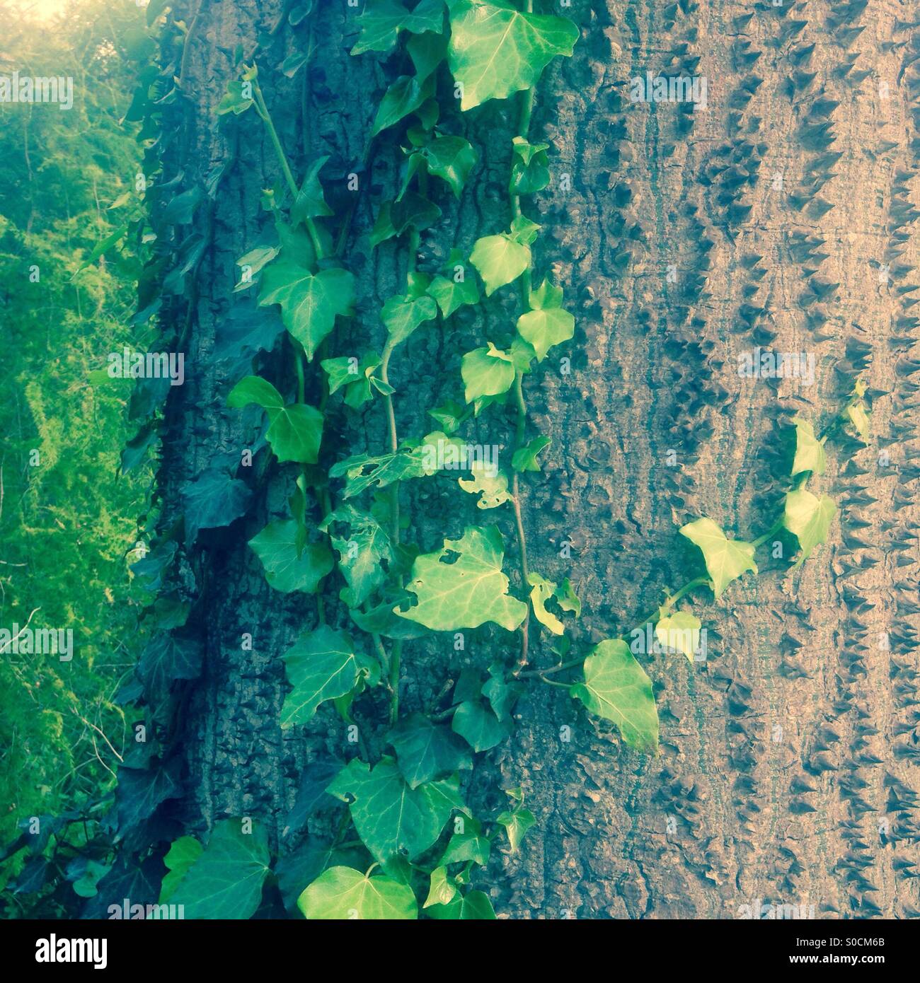 Tree trunk detail hi-res stock photography and images - Alamy