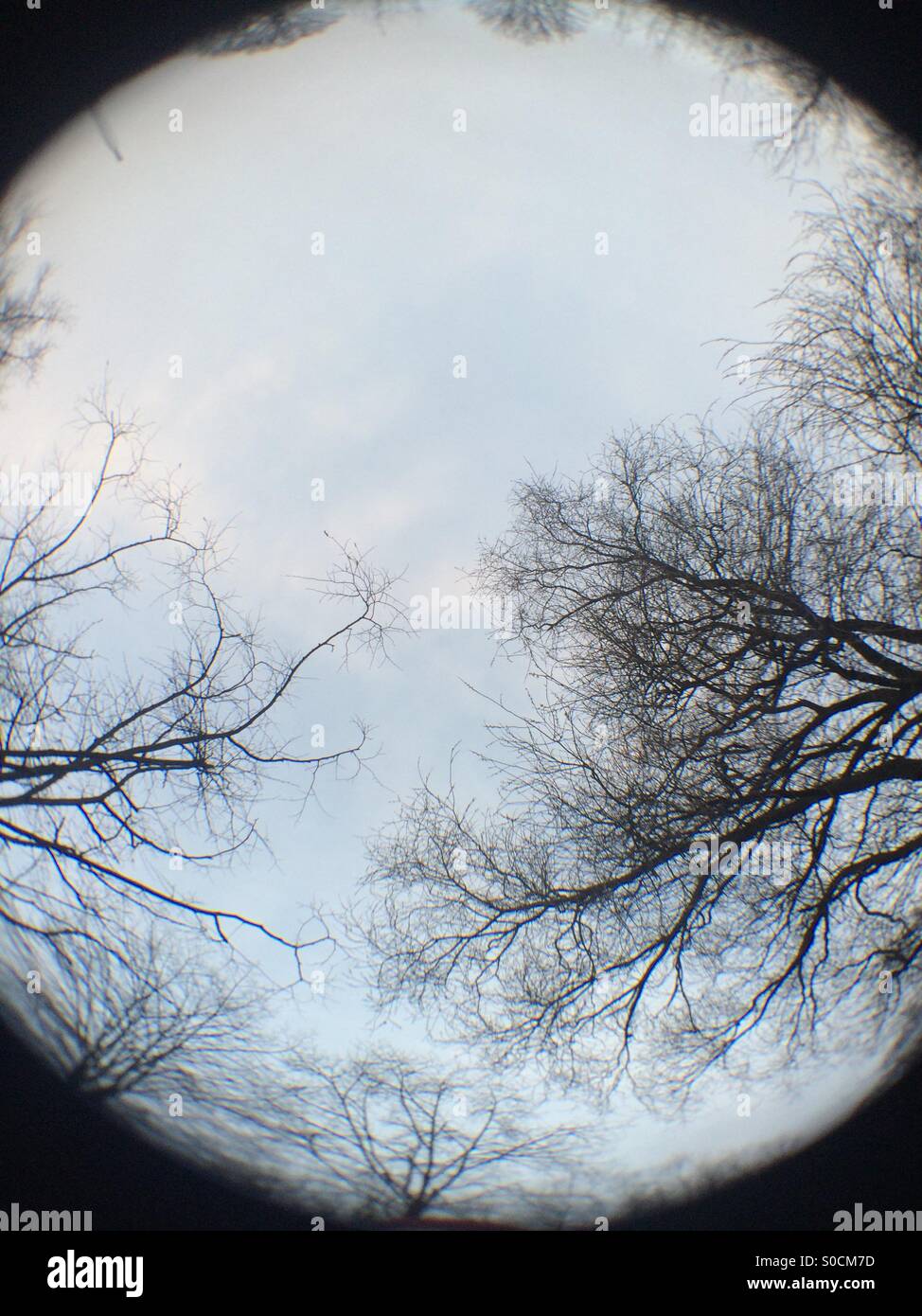 Fisheye photo of trees and Sky Stock Photo - Alamy
