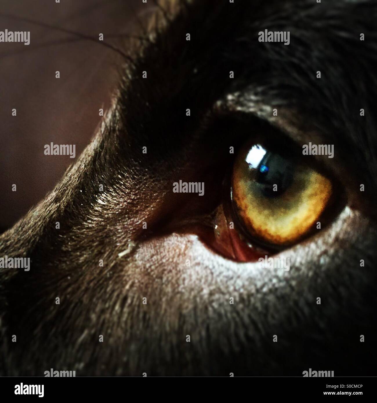 Chocolate Labrador eye Stock Photo - Alamy