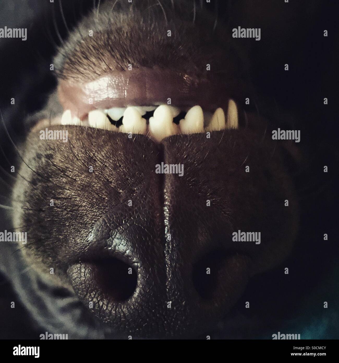 Upside down Labrador teeth Stock Photo - Alamy