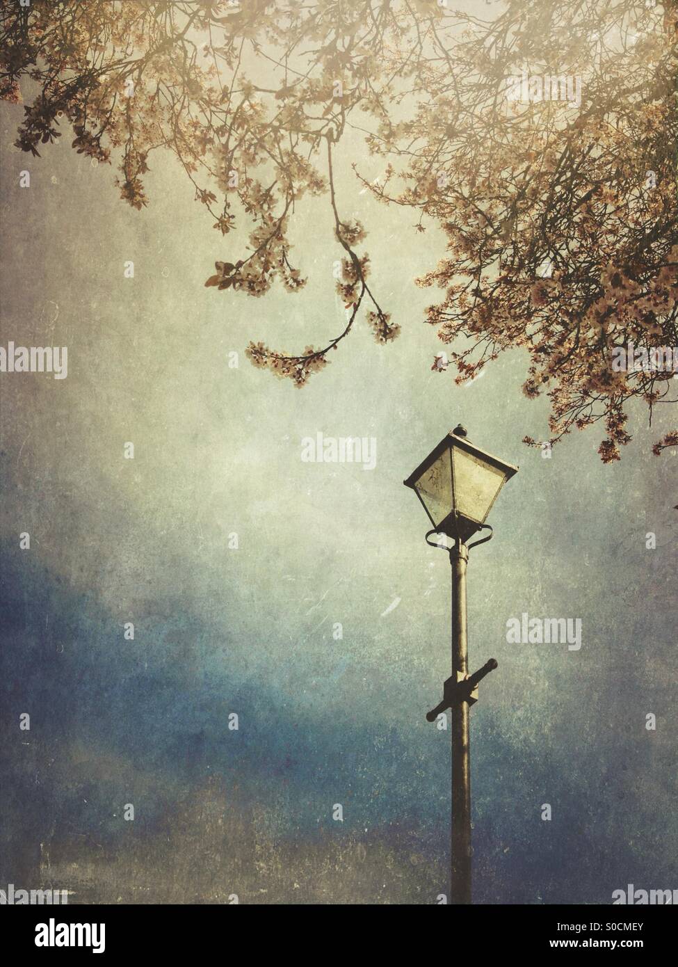 Old street light under blossom tree Stock Photo - Alamy