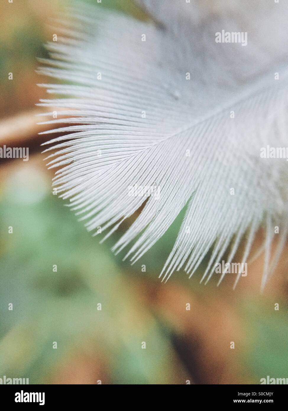 Pretty feather hi-res stock photography and images - Alamy