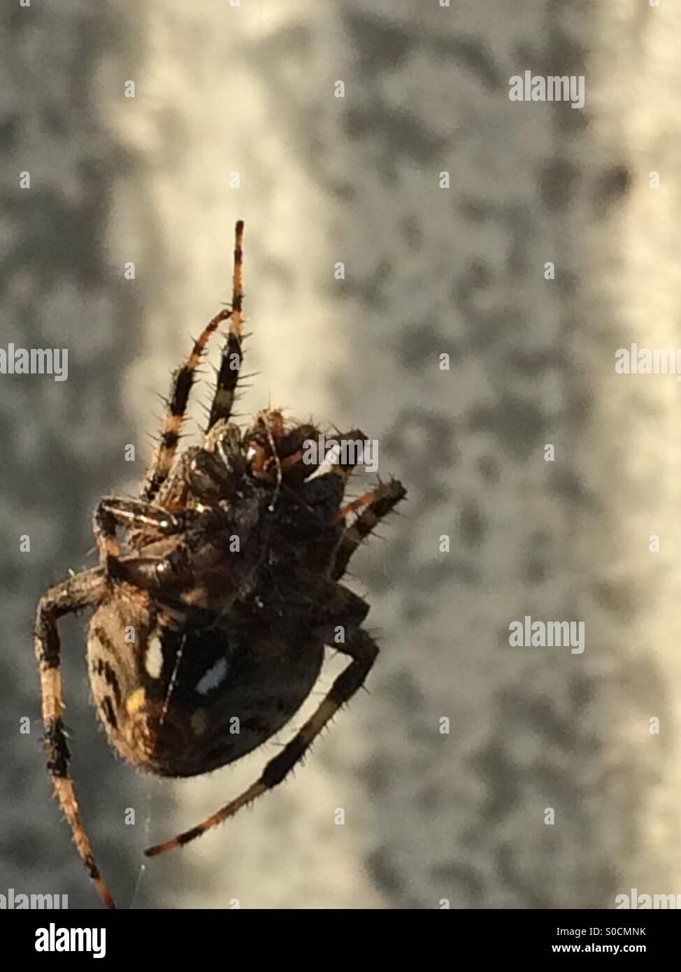 Spider up close hi-res stock photography and images - Alamy