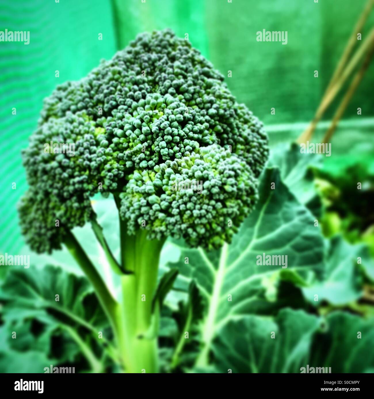 Broccoli flower hi-res stock photography and images - Alamy