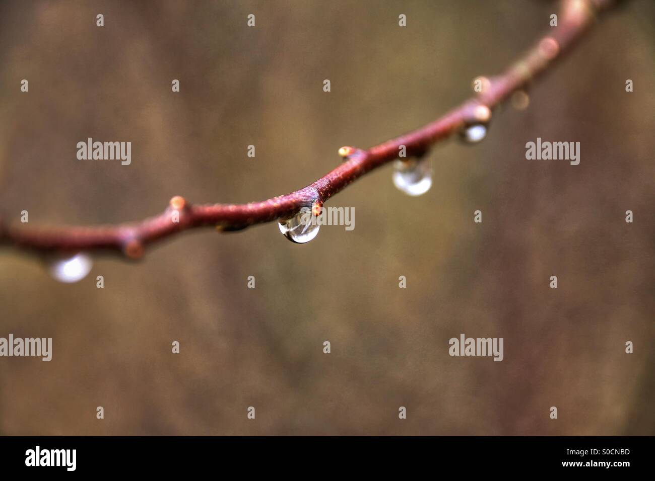 Water droplet on a branch Stock Photo - Alamy