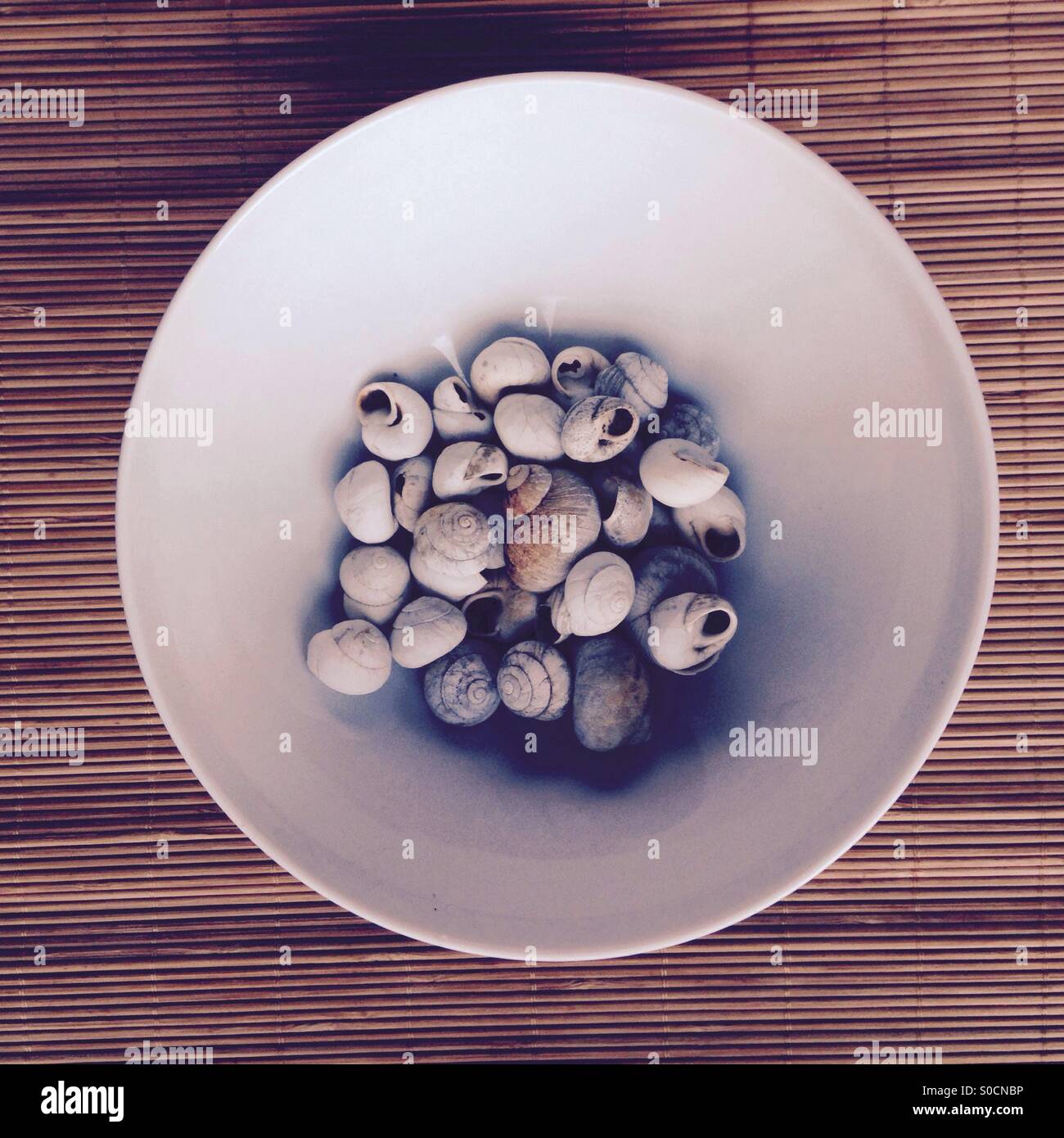 White shells hi-res stock photography and images - Alamy
