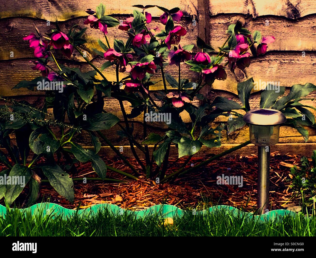 Easter rose hi-res stock photography and images - Alamy