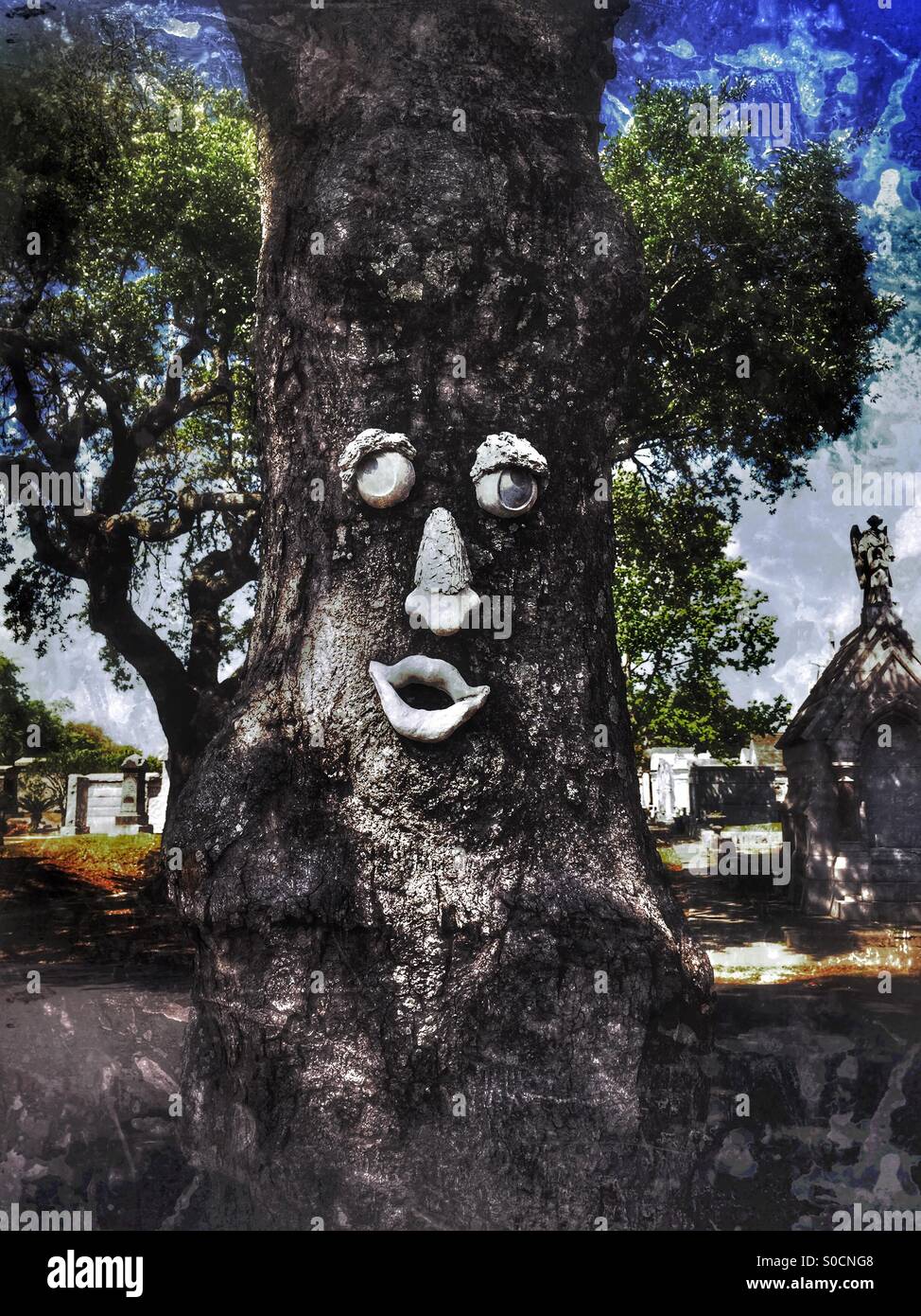 Oak tree face hi-res stock photography and images - Alamy