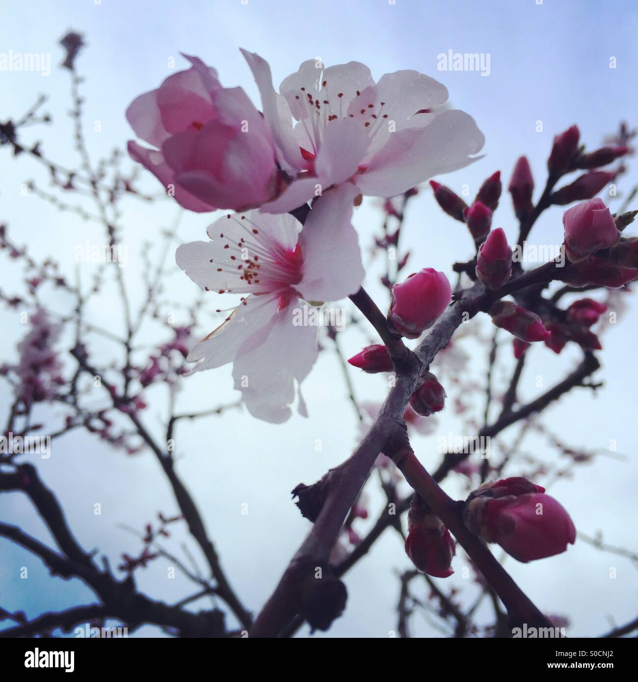 Cherry blossoms flower hi-res stock photography and images - Alamy