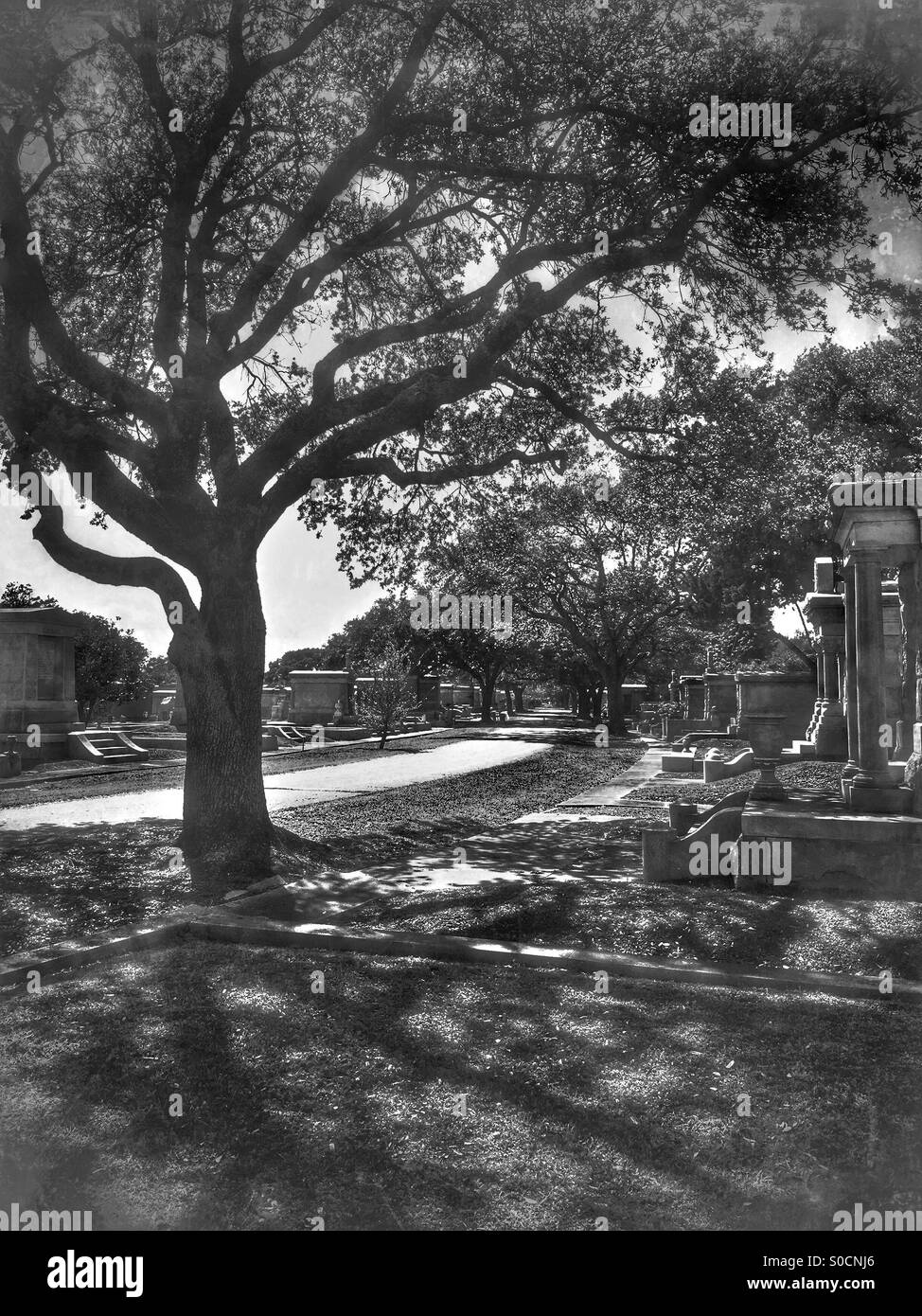Cemetery oak trees Stock Photo - Alamy