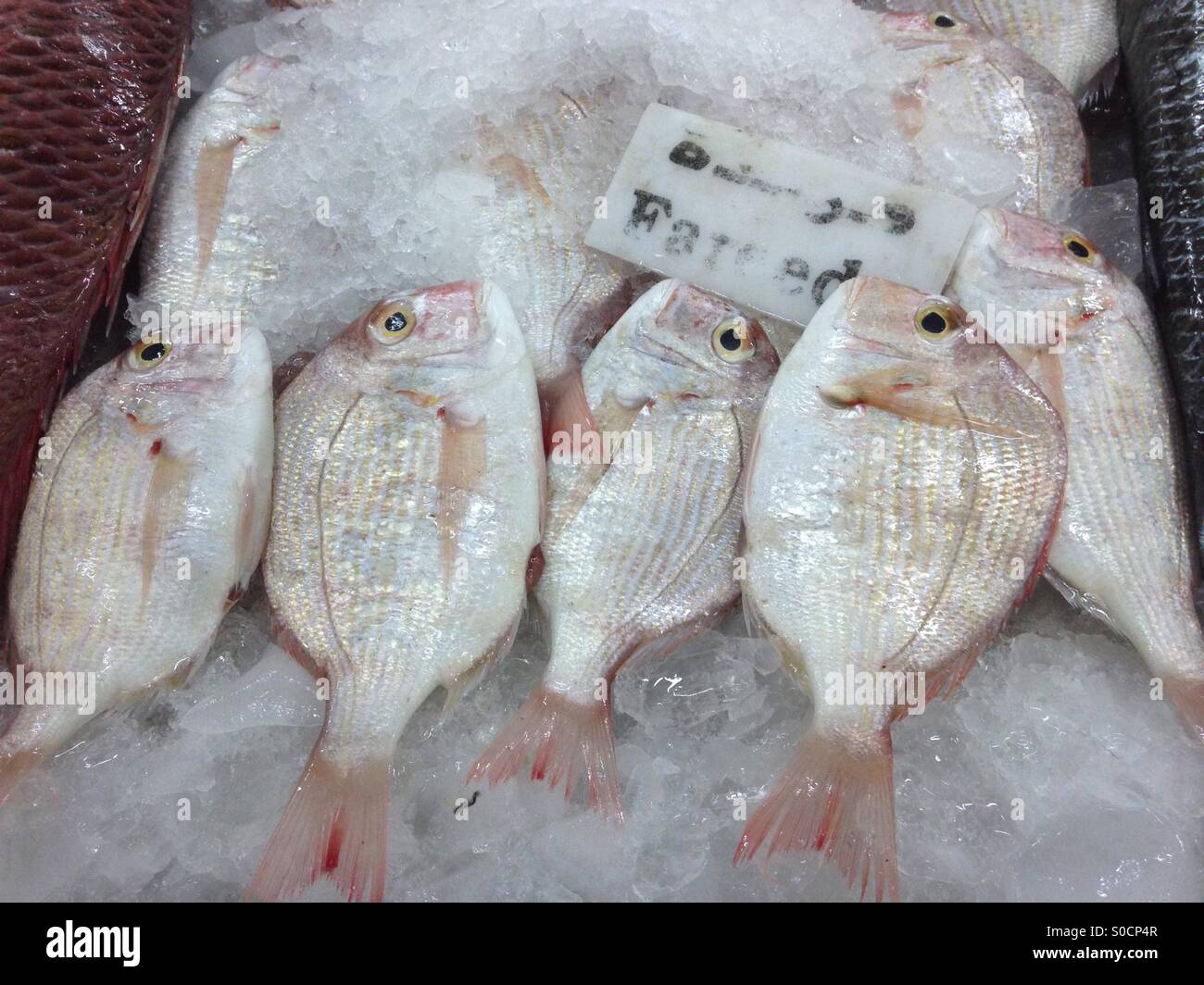 Fareeda fish on sale in Abu Dhabi Fish Market Stock Photo, Royalty Free ...