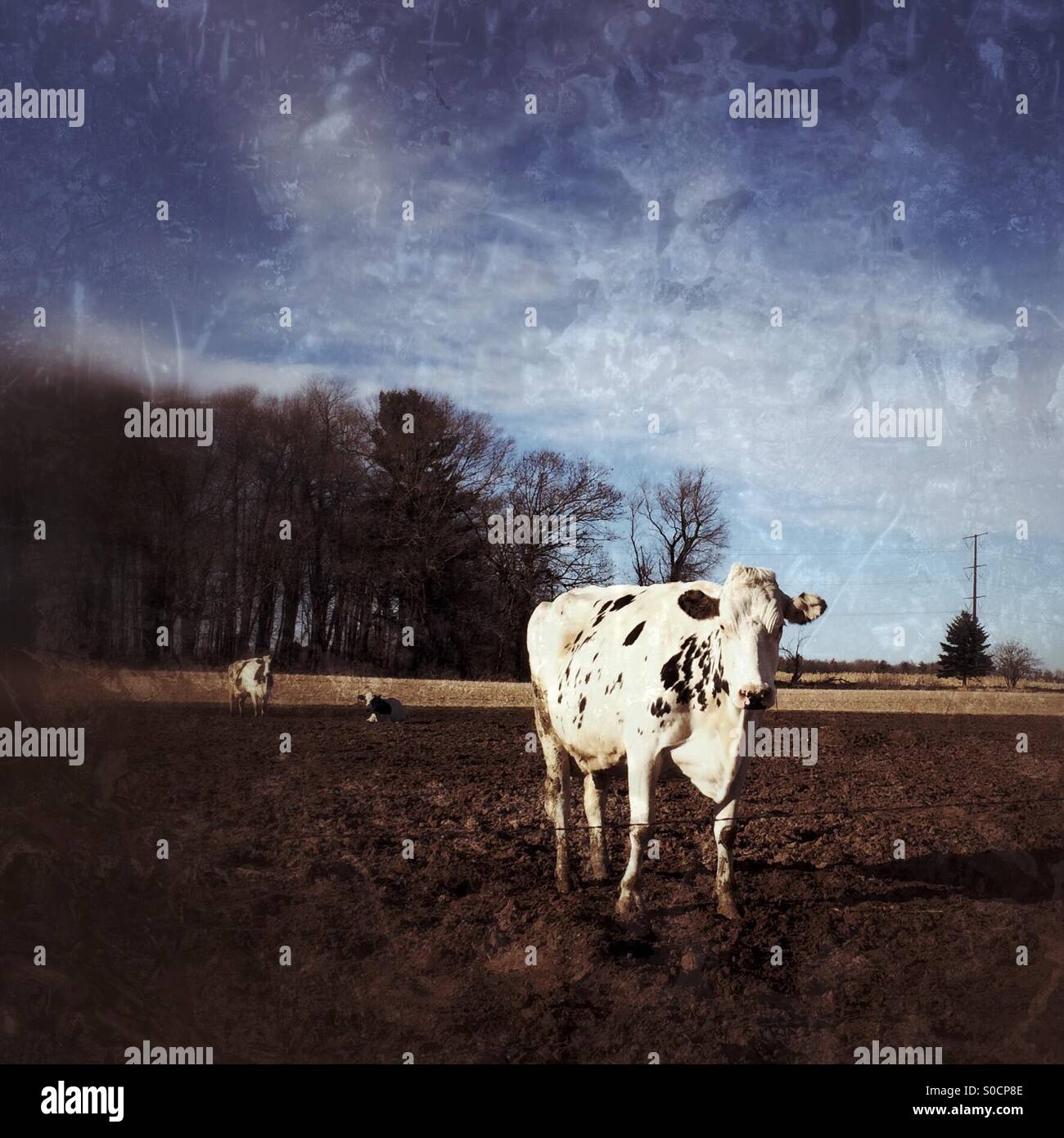Beef Steer Cows High Resolution Stock Photography and Images - Alamy