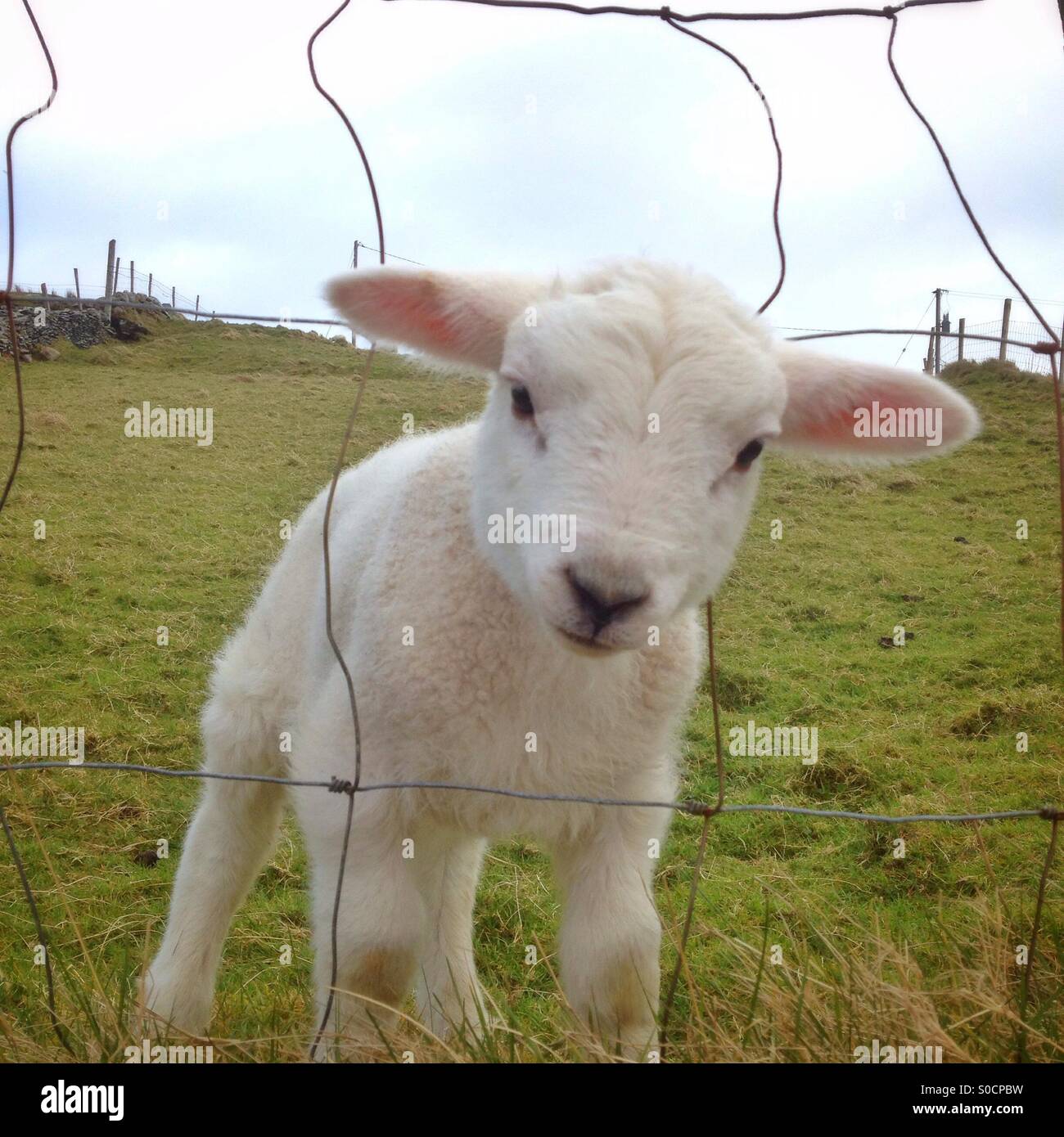 Lamb poking his head through a wire fence Stock Photo - Alamy
