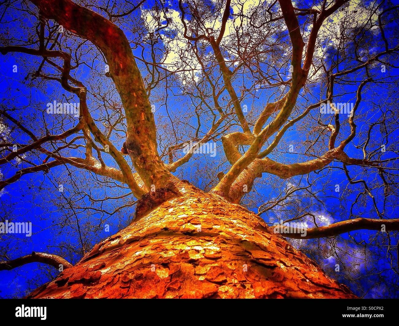 Tree and blue sky Stock Photo - Alamy