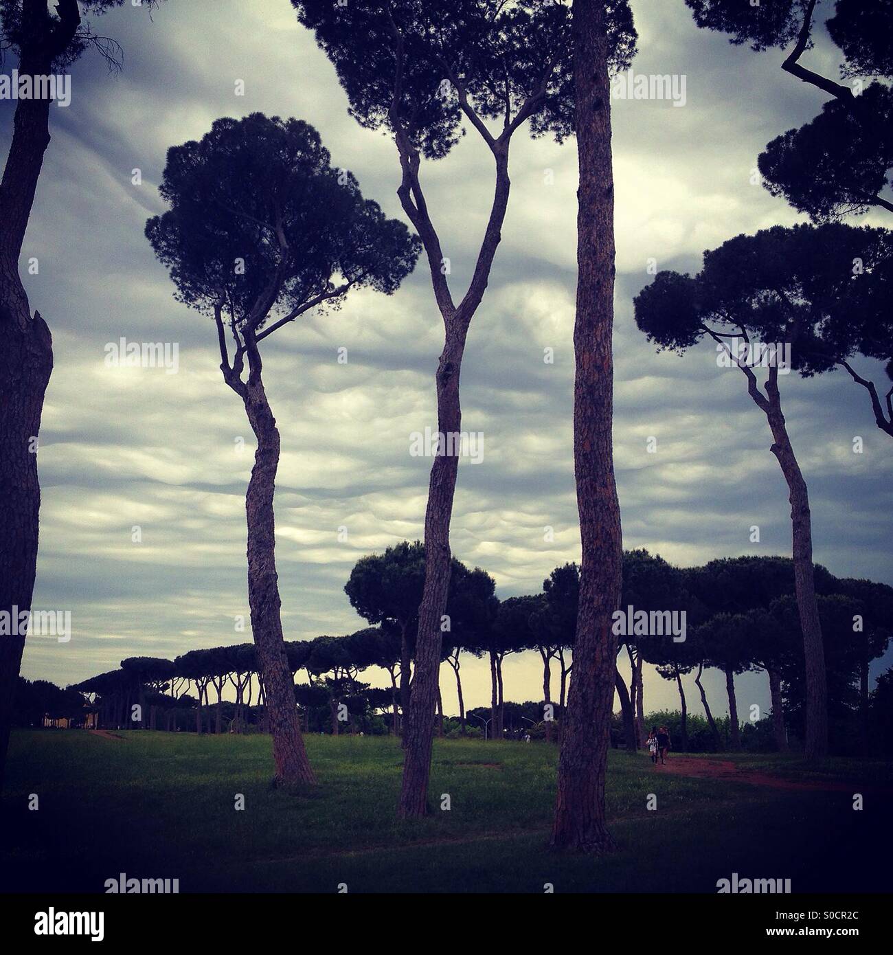 Pine trees in The park Stock Photo - Alamy