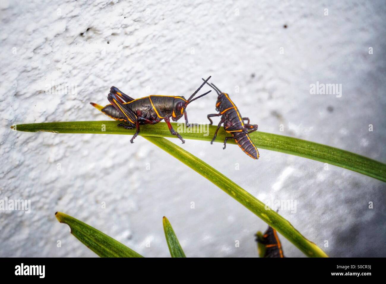 Saltamontes saltamontes hi-res stock photography and images - Alamy