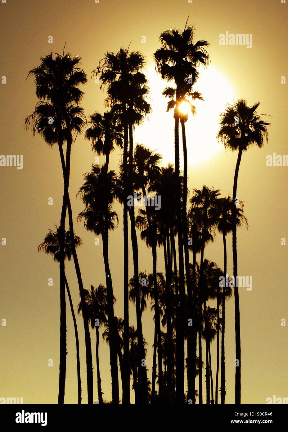 Palm trees at East Beach, Santa Barbara, California USA Stock Photo - Alamy