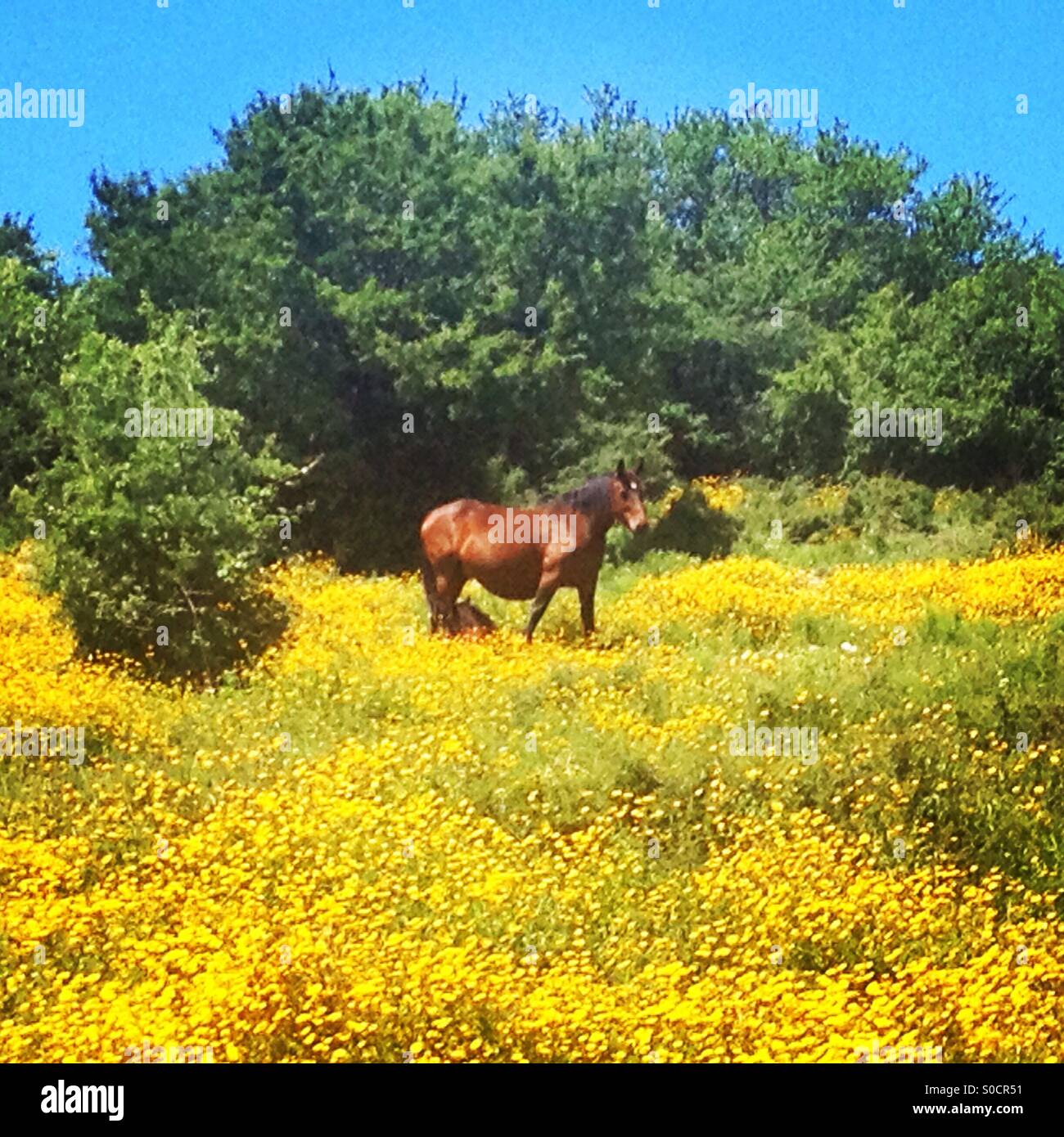 Yellow flowers and horse hi-res stock photography and images - Alamy
