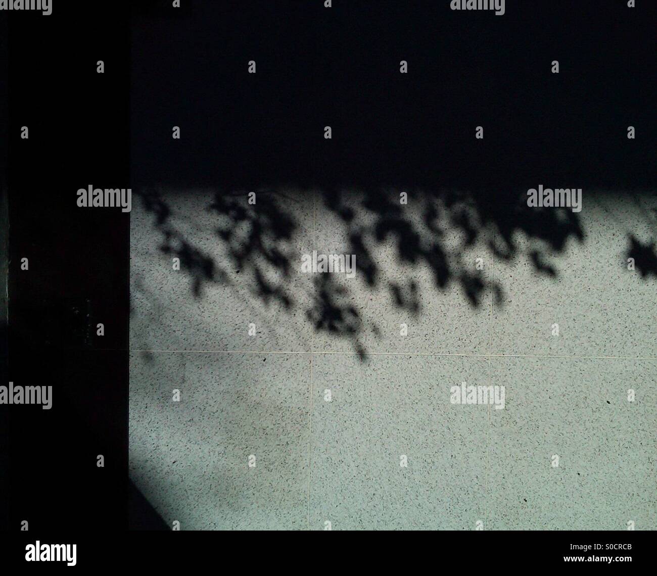 Horizontal shadow tree hi-res stock photography and images - Alamy