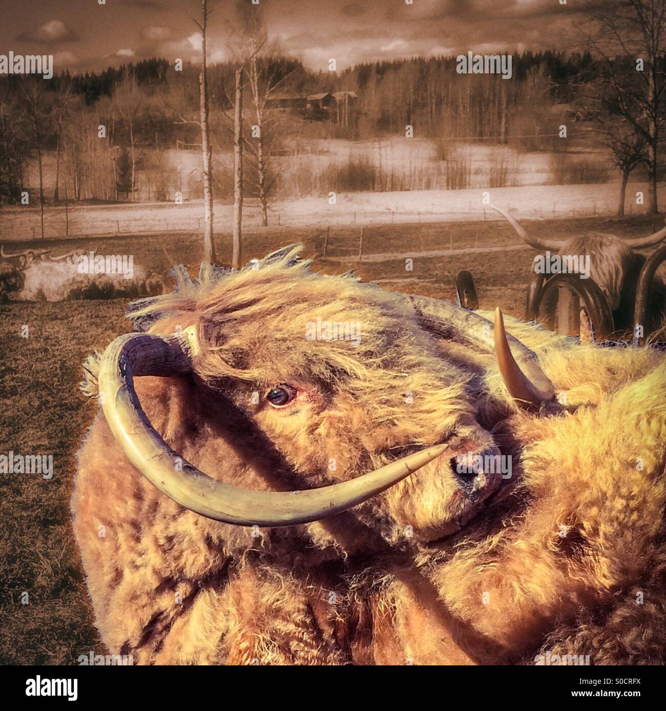 Scratching cow hi-res stock photography and images - Alamy