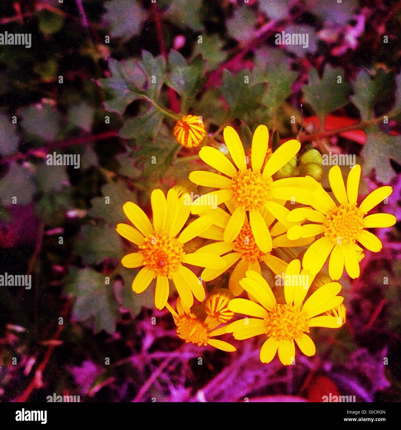 Yellow weeds hi-res stock photography and images - Alamy