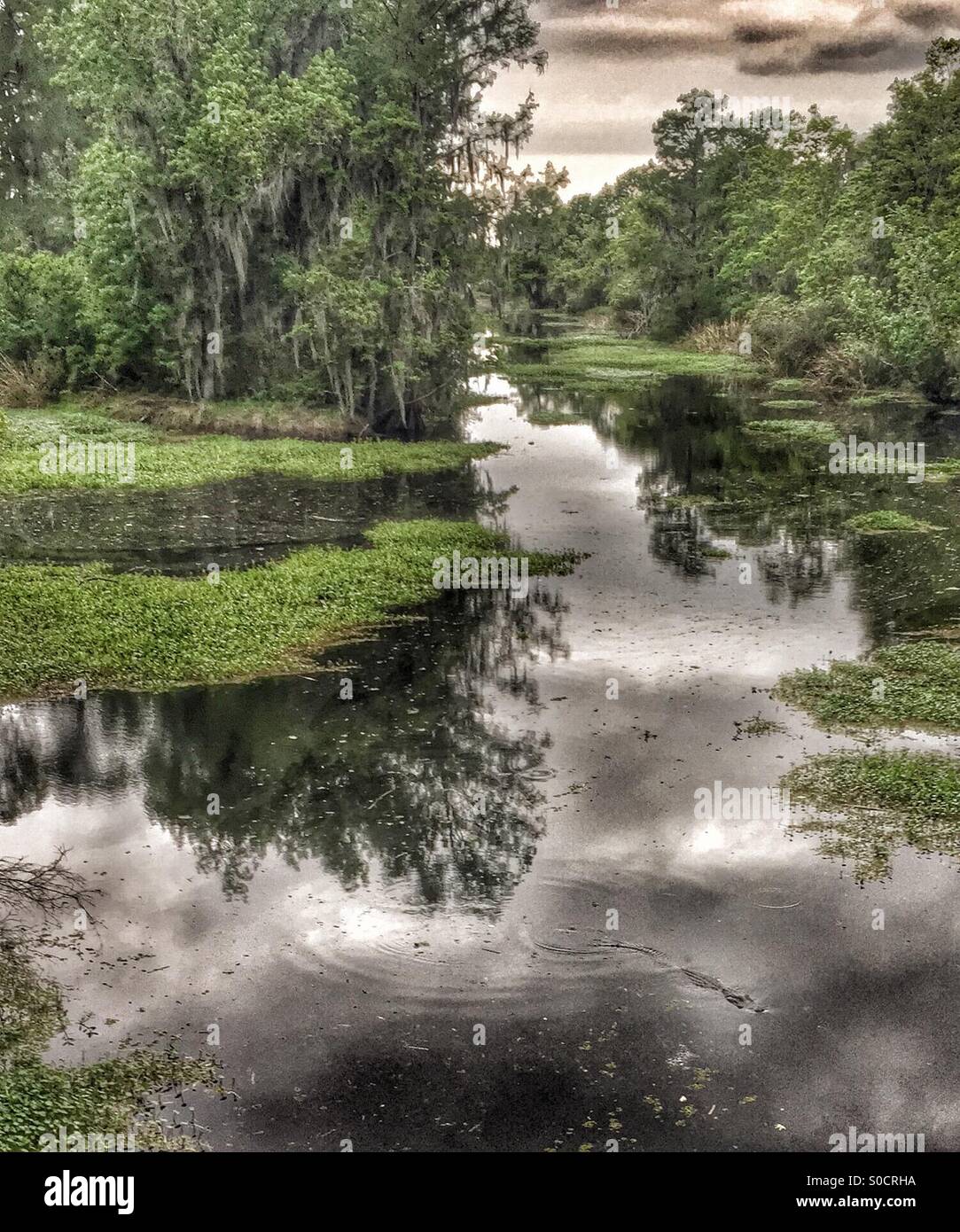 Gator bayou hi-res stock photography and images - Alamy