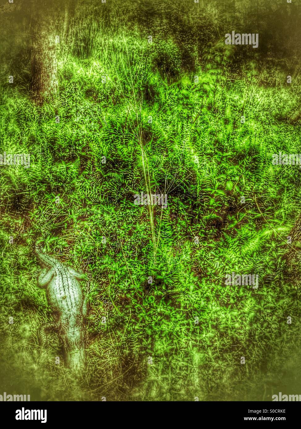 Swamp grasses hi-res stock photography and images - Alamy