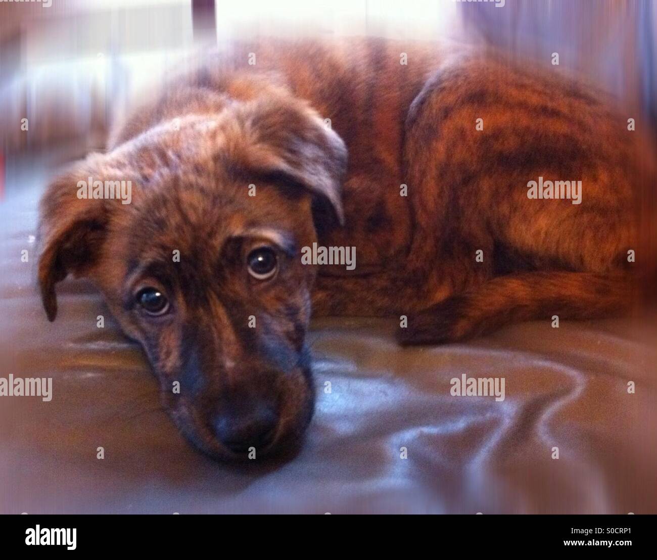 Tired dog laying down hi-res stock photography and images - Alamy