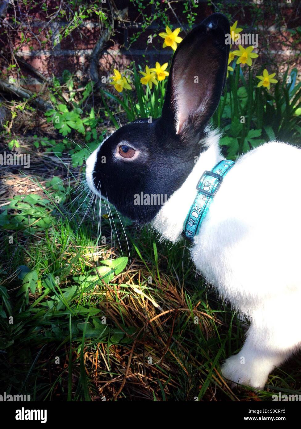 Dutch rabbit on a lead Stock Photo - Alamy