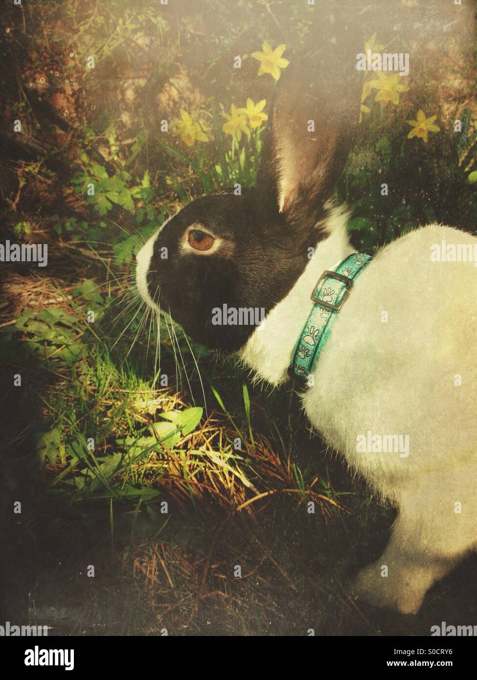 Dutch rabbit on a lead Stock Photo - Alamy