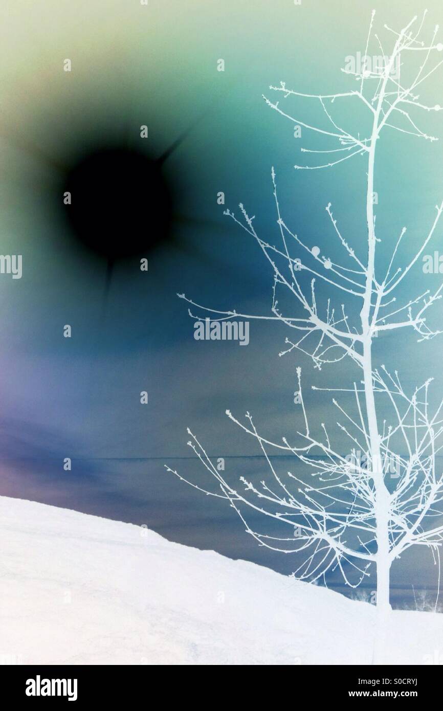 Colour inverted silhouette of a tree Stock Photo - Alamy