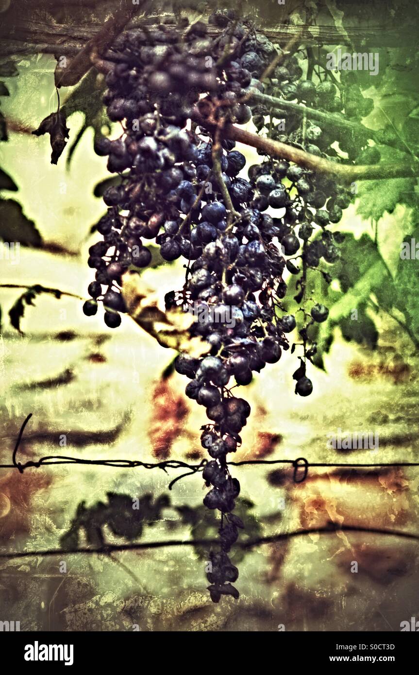 Fragolino hi-res stock photography and images - Alamy