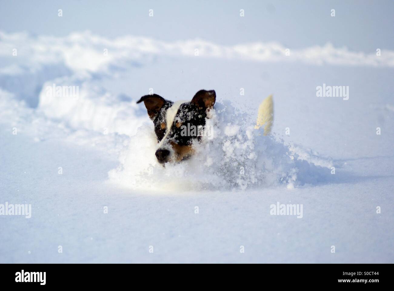 Dog trying to move forward in the deep snow Stock Photo - Alamy